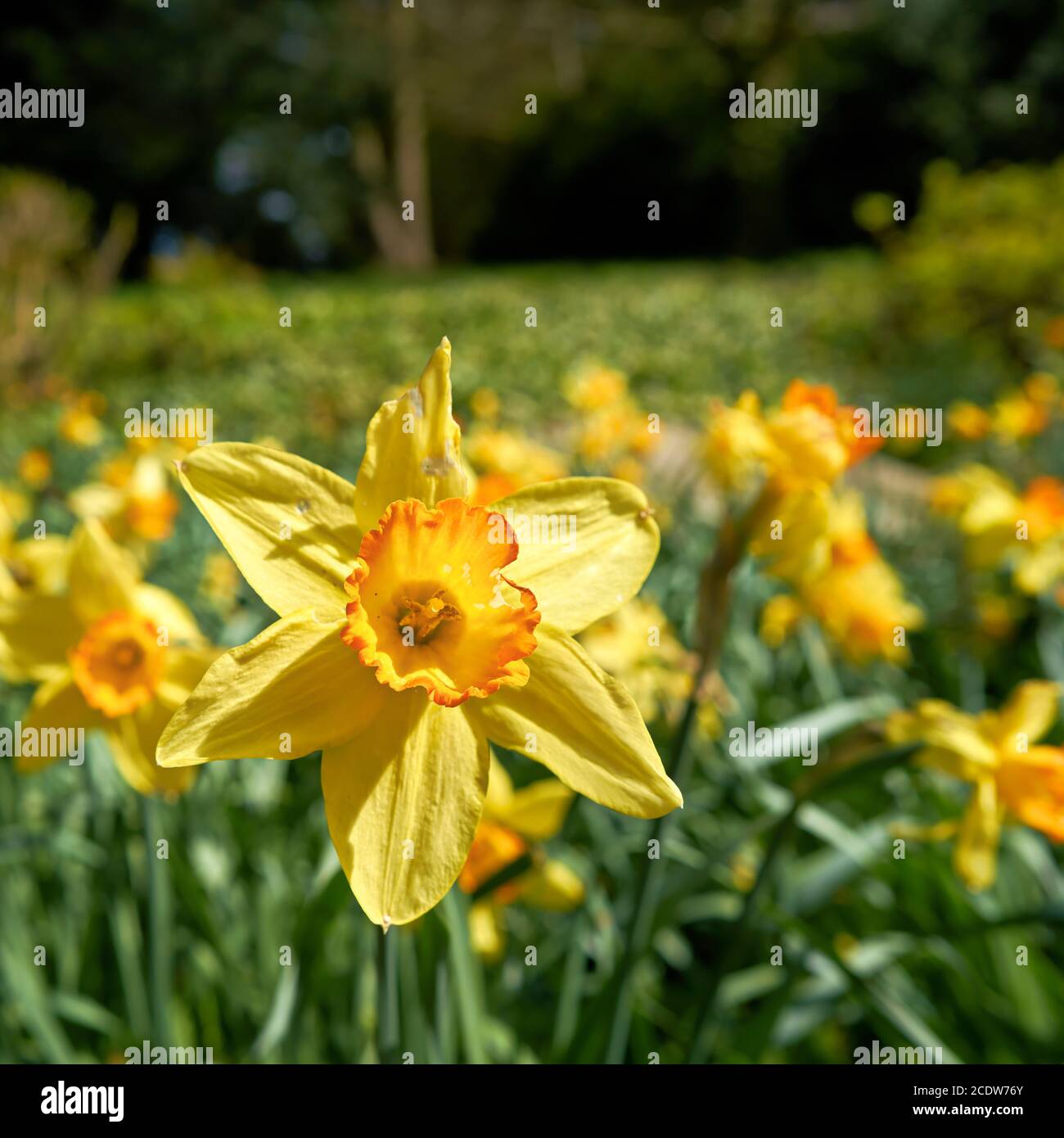 Spring ecosystem hi-res stock photography and images - Alamy