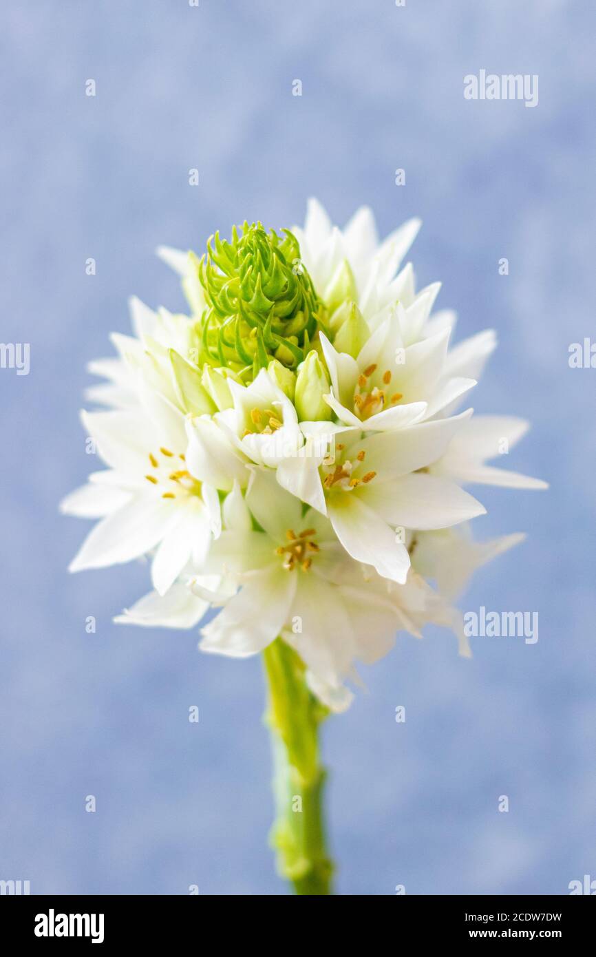 View of cute Star of Bethlehem flower Stock Photo - Alamy