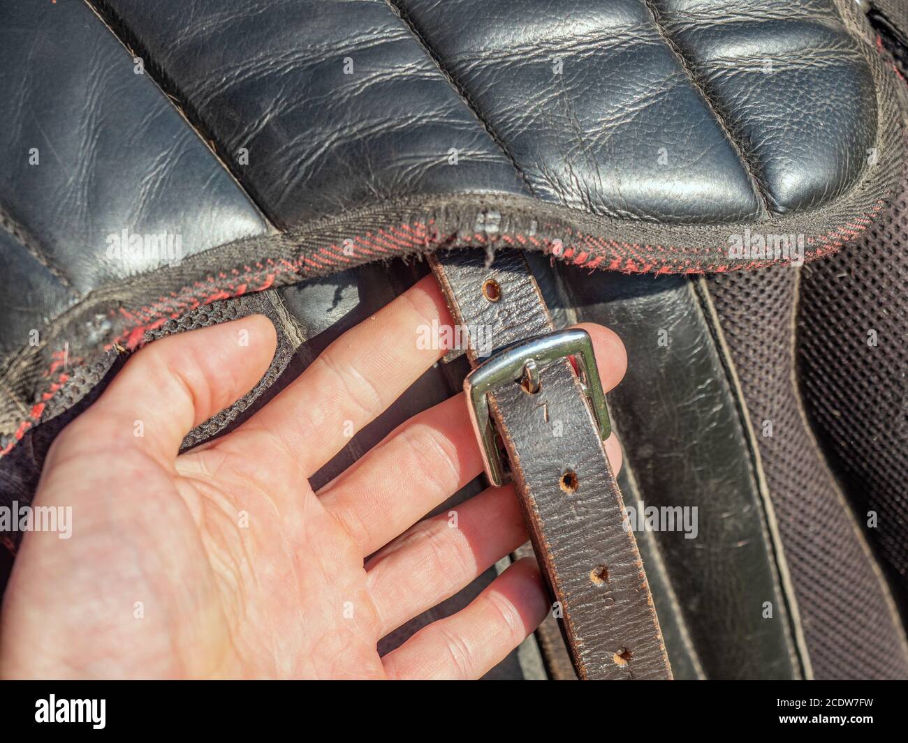 Saddle Mule High Resolution Stock Photography and Images - Alamy