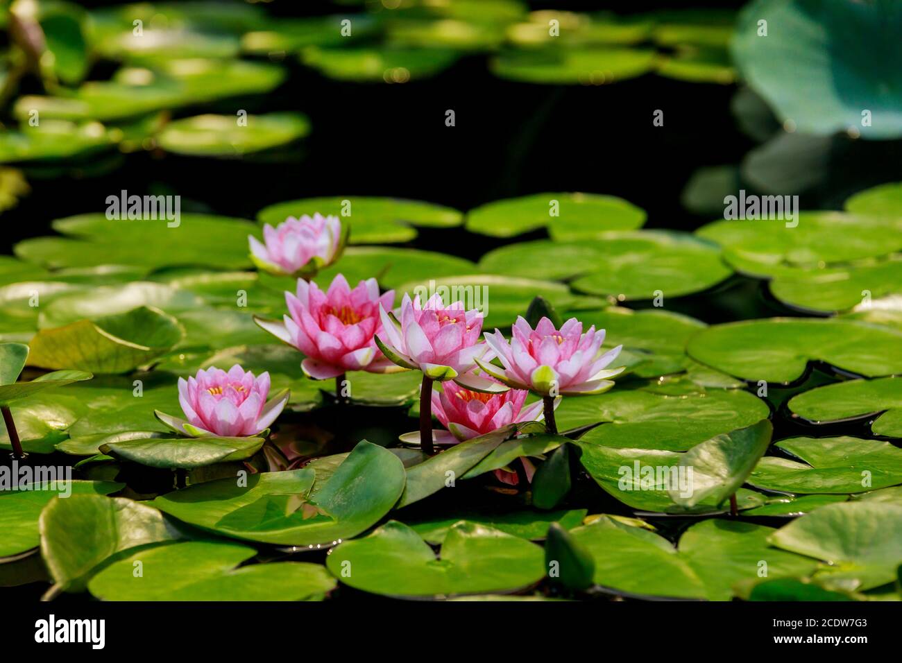 Pink waterlily with green leaves in pond. Flora and exotic Stock Photo ...