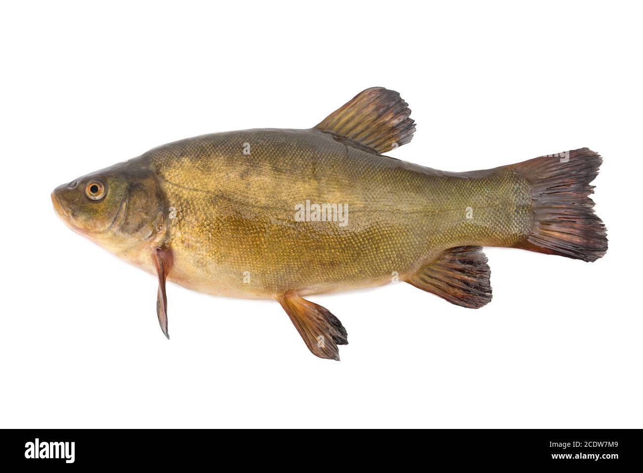 Tench hi-res stock photography and images - Alamy
