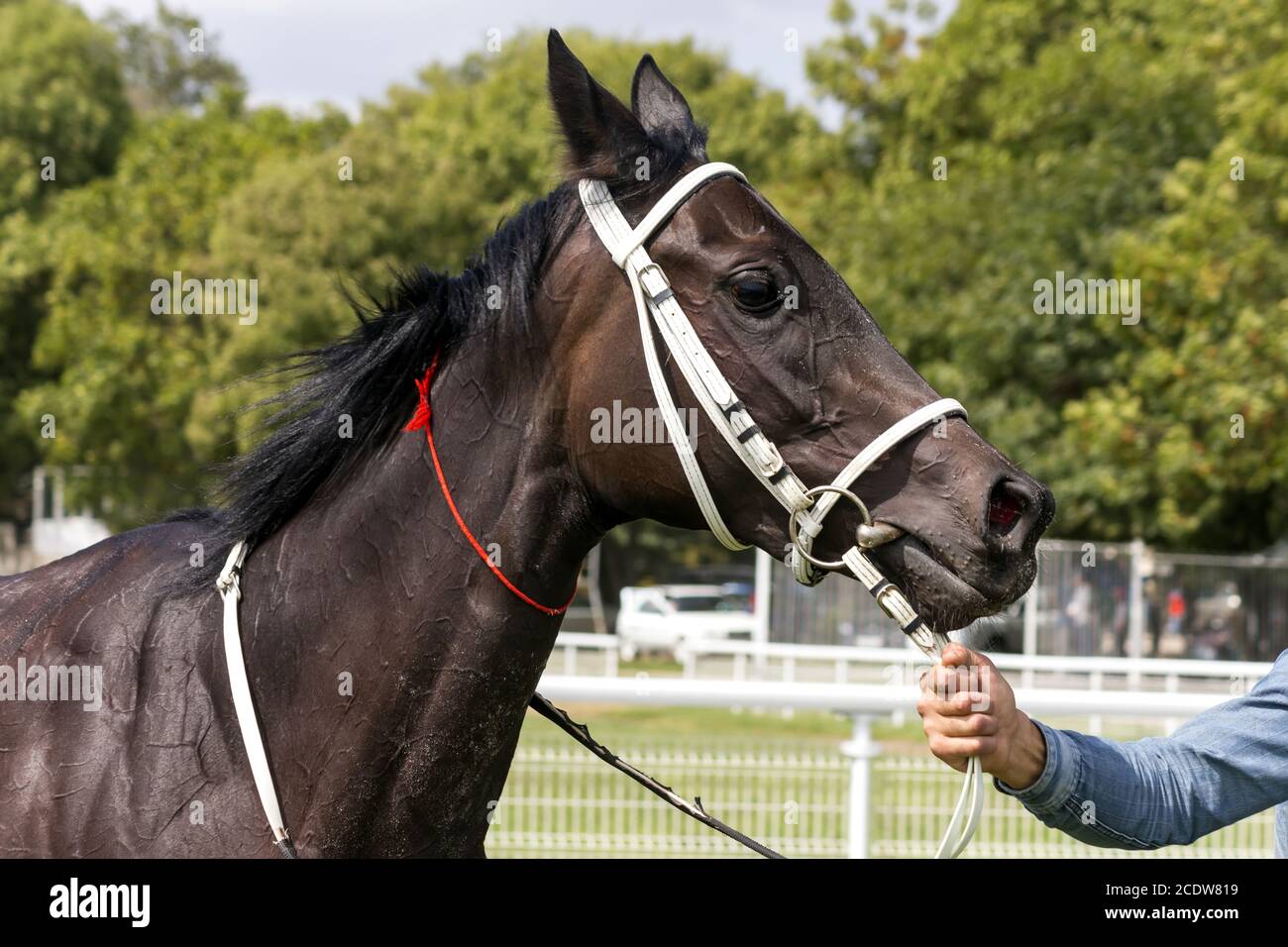 Portrait of a thoroughbred horse Stock Photo - Alamy