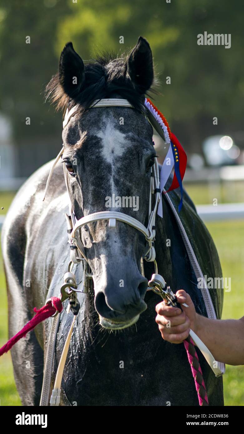 Thoroughbred horse portrait hi-res stock photography and images - Alamy