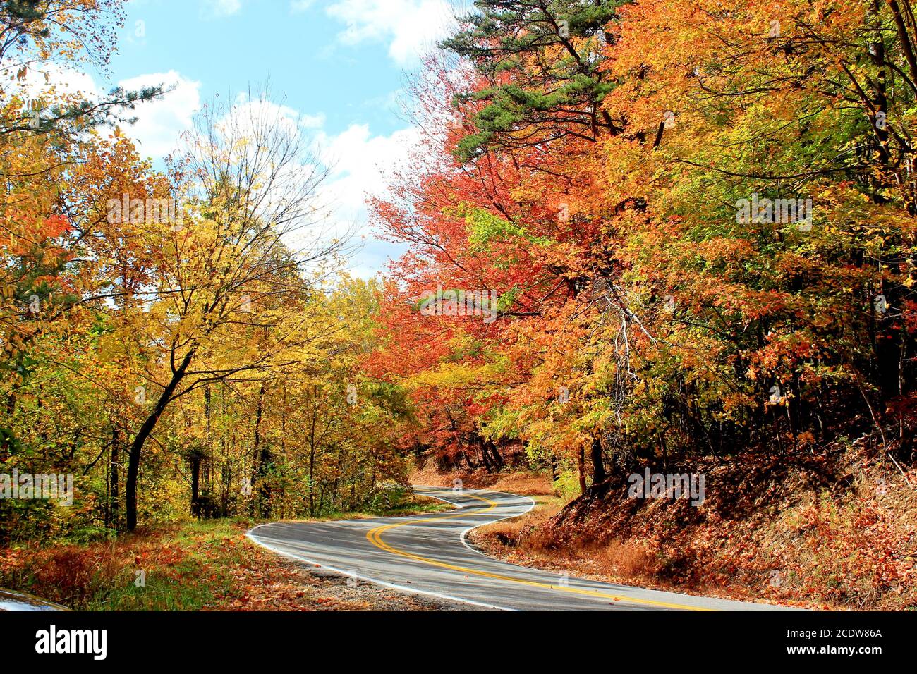 Autumn colors in trees along a winding road Stock Photo - Alamy