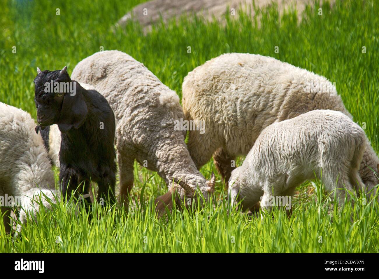 Fat tailed sheep hi-res stock photography and images - Alamy