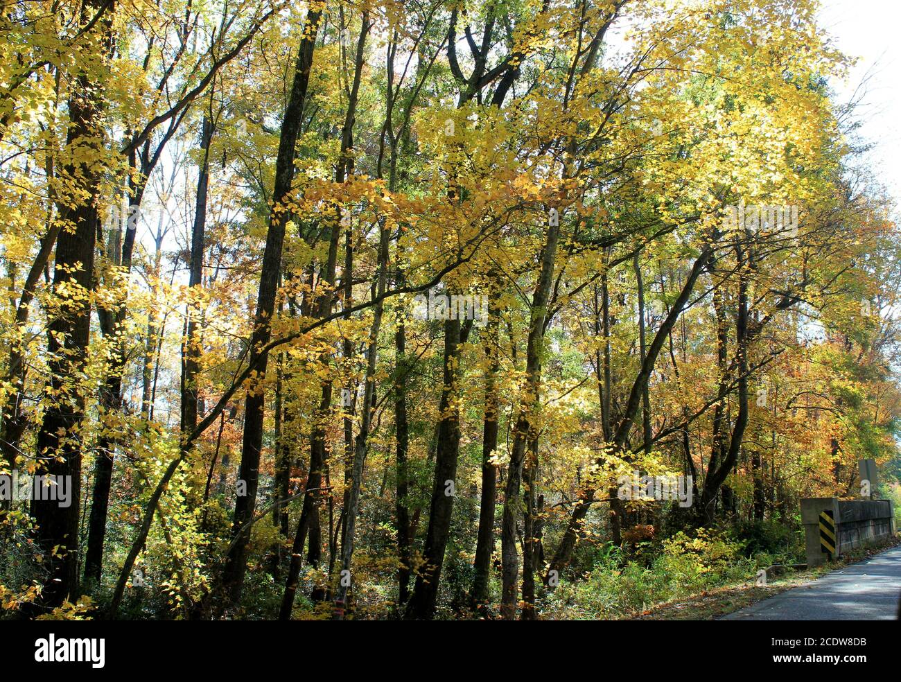 Trees changing colors during the Fall season Stock Photo - Alamy