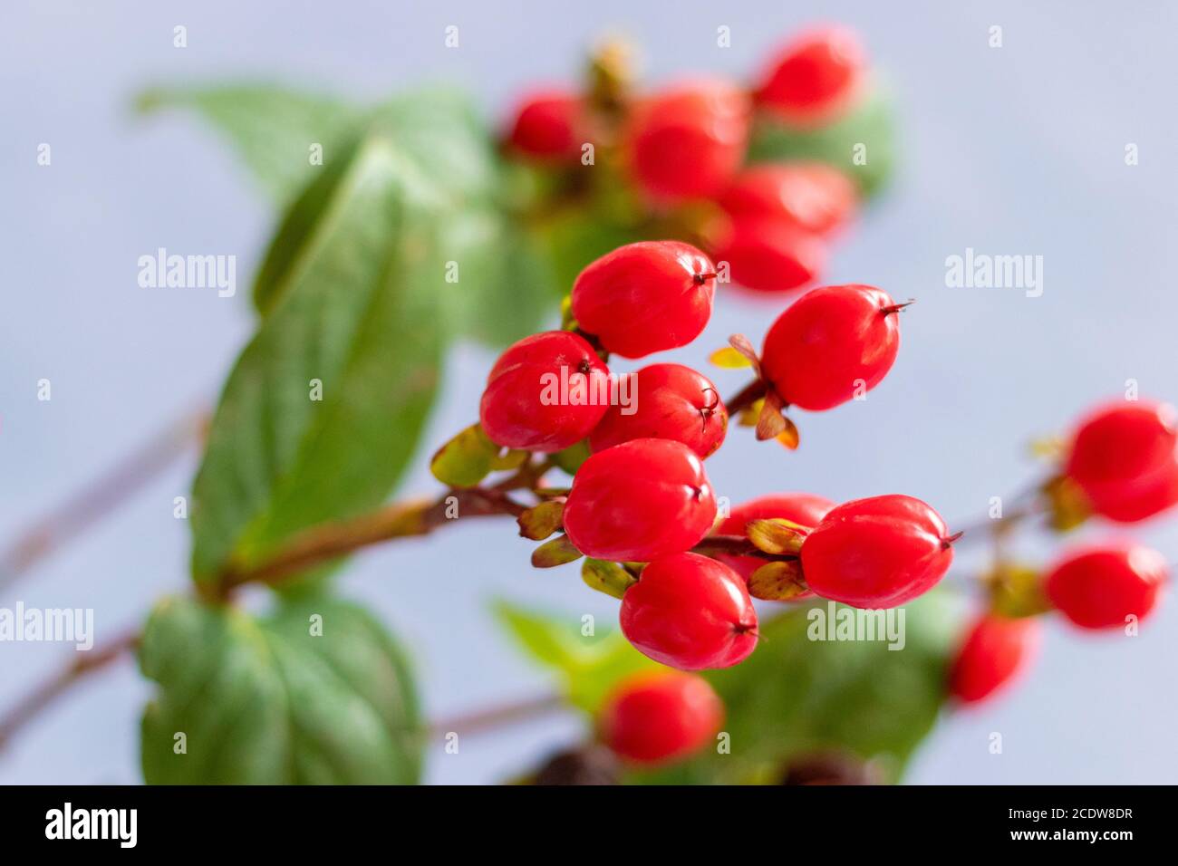 Red fruits of the Hypericum plant Stock Photo - Alamy