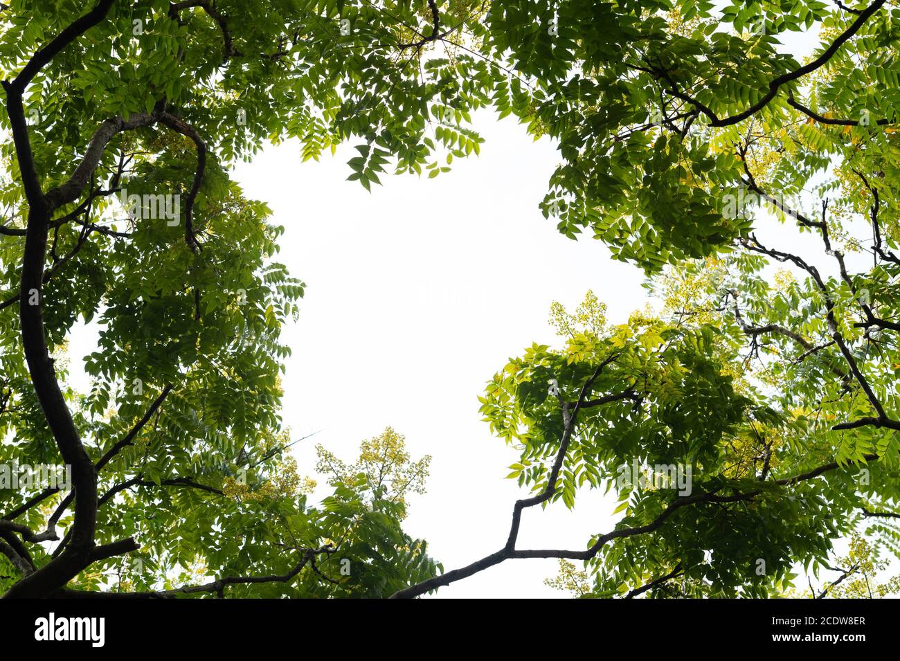 Top view with tree branch and blue sky Stock Photo - Alamy