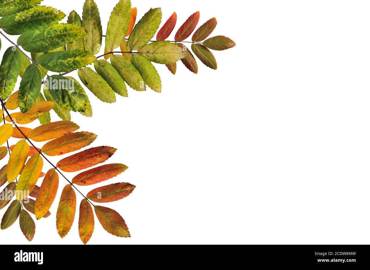 Border from colorful autumnal rowan leaves close up on white background ...