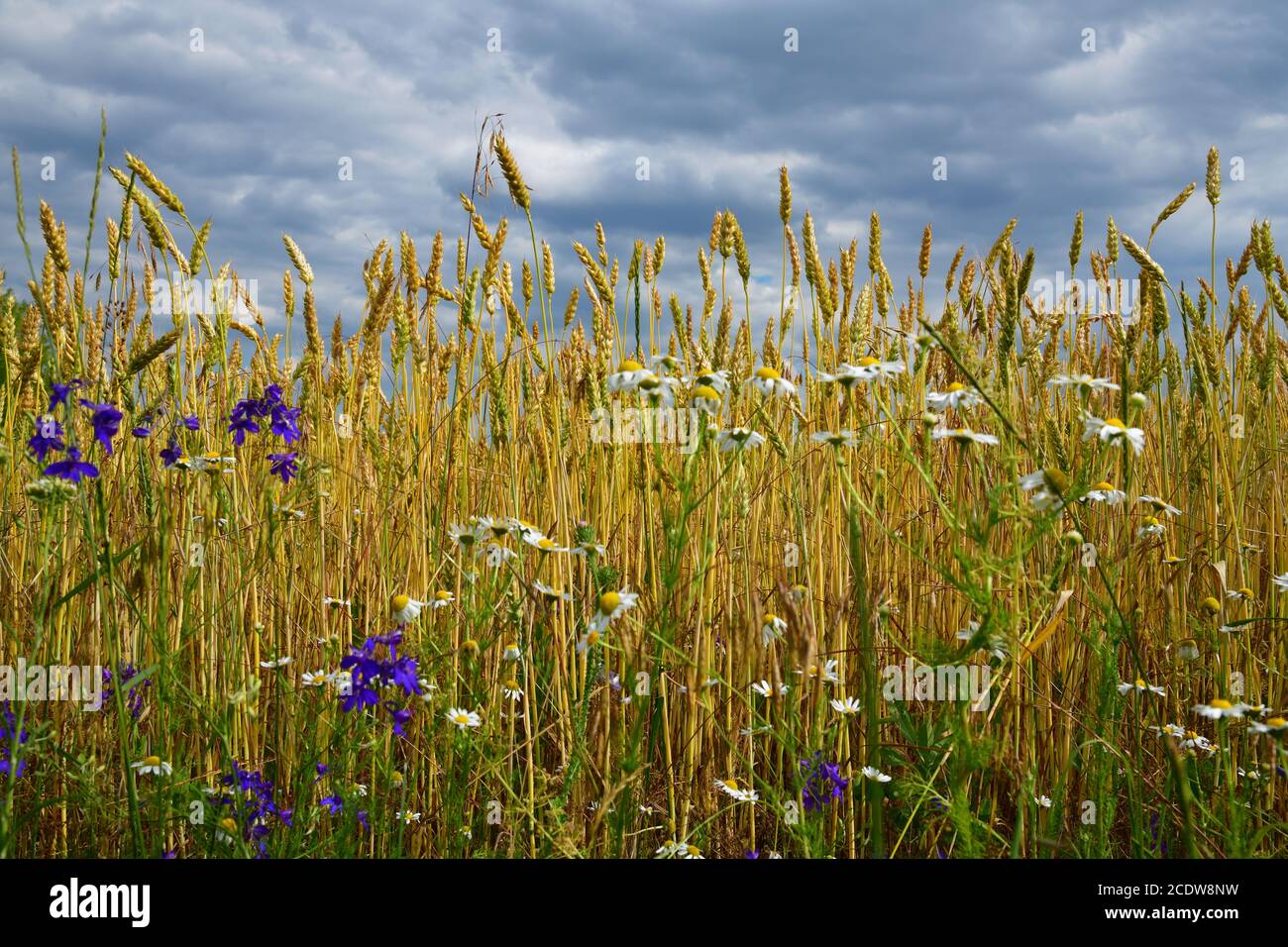 Bottom field hi-res stock photography and images - Alamy