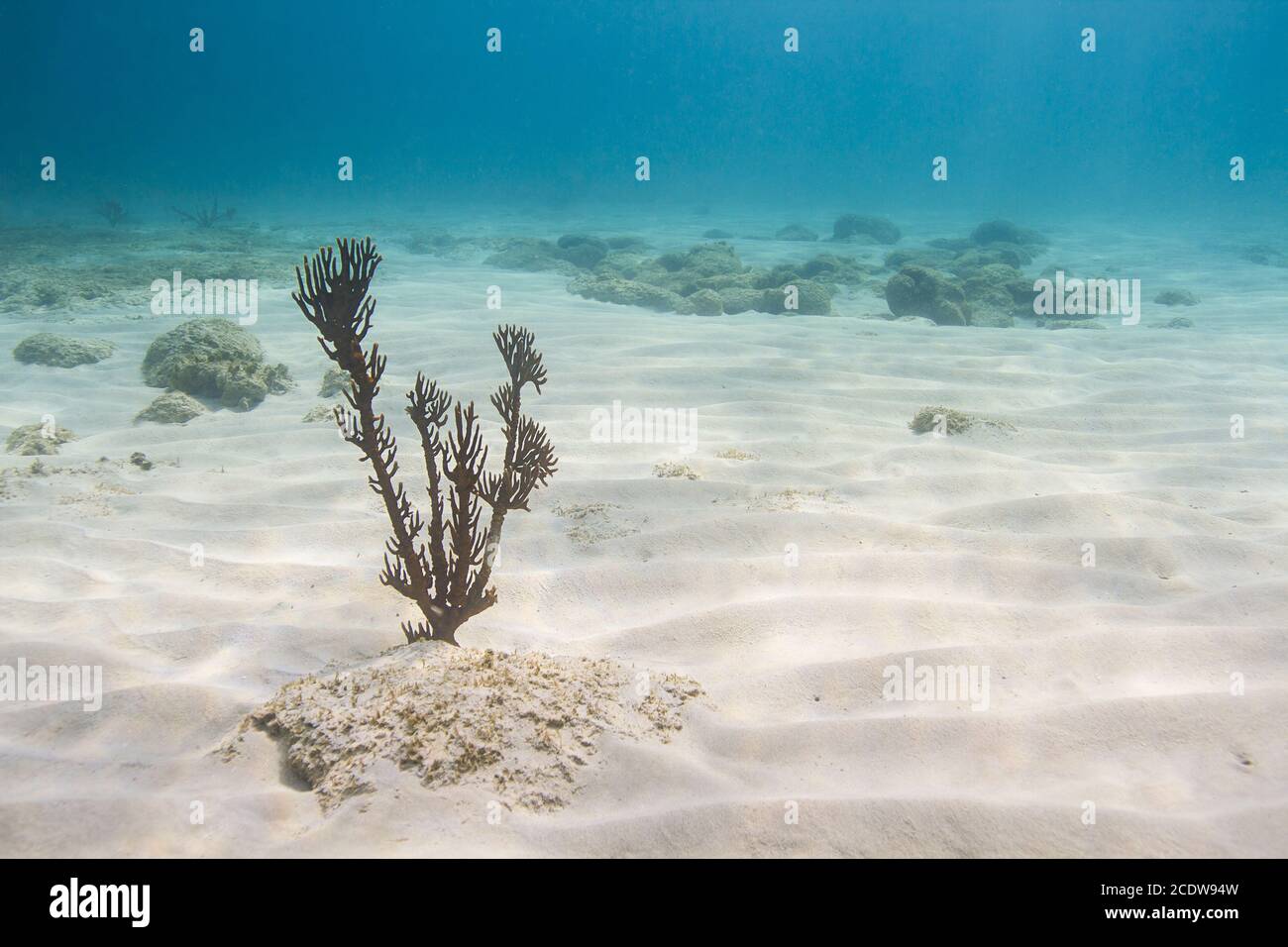 Black sea rod coral hi-res stock photography and images - Alamy
