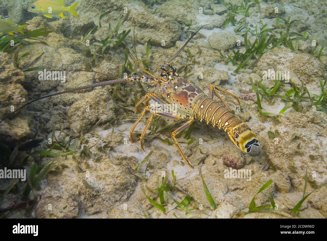 Panulirus panulirus hi-res stock photography and images - Alamy