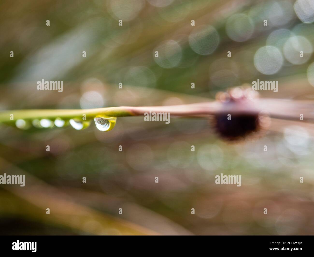 Waterdroplets on a reed with the plant reflected in a water droplet ...