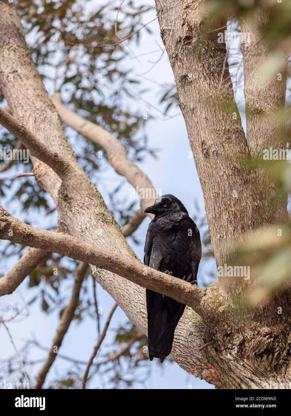 Australian crow hi-res stock photography and images - Alamy