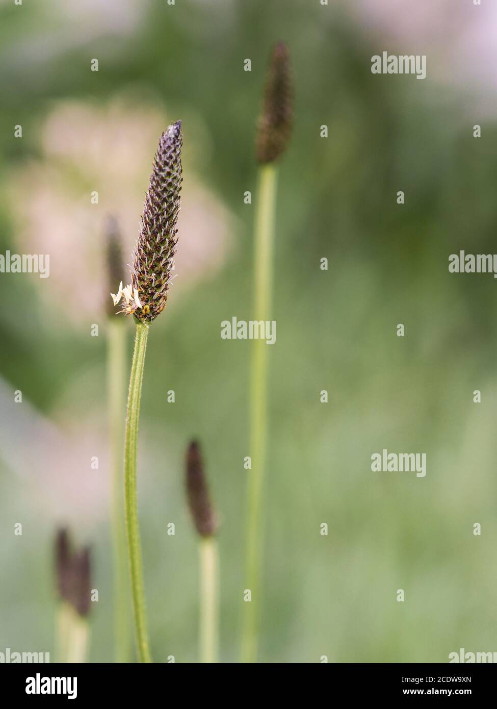 Grass seed head Stock Photo - Alamy