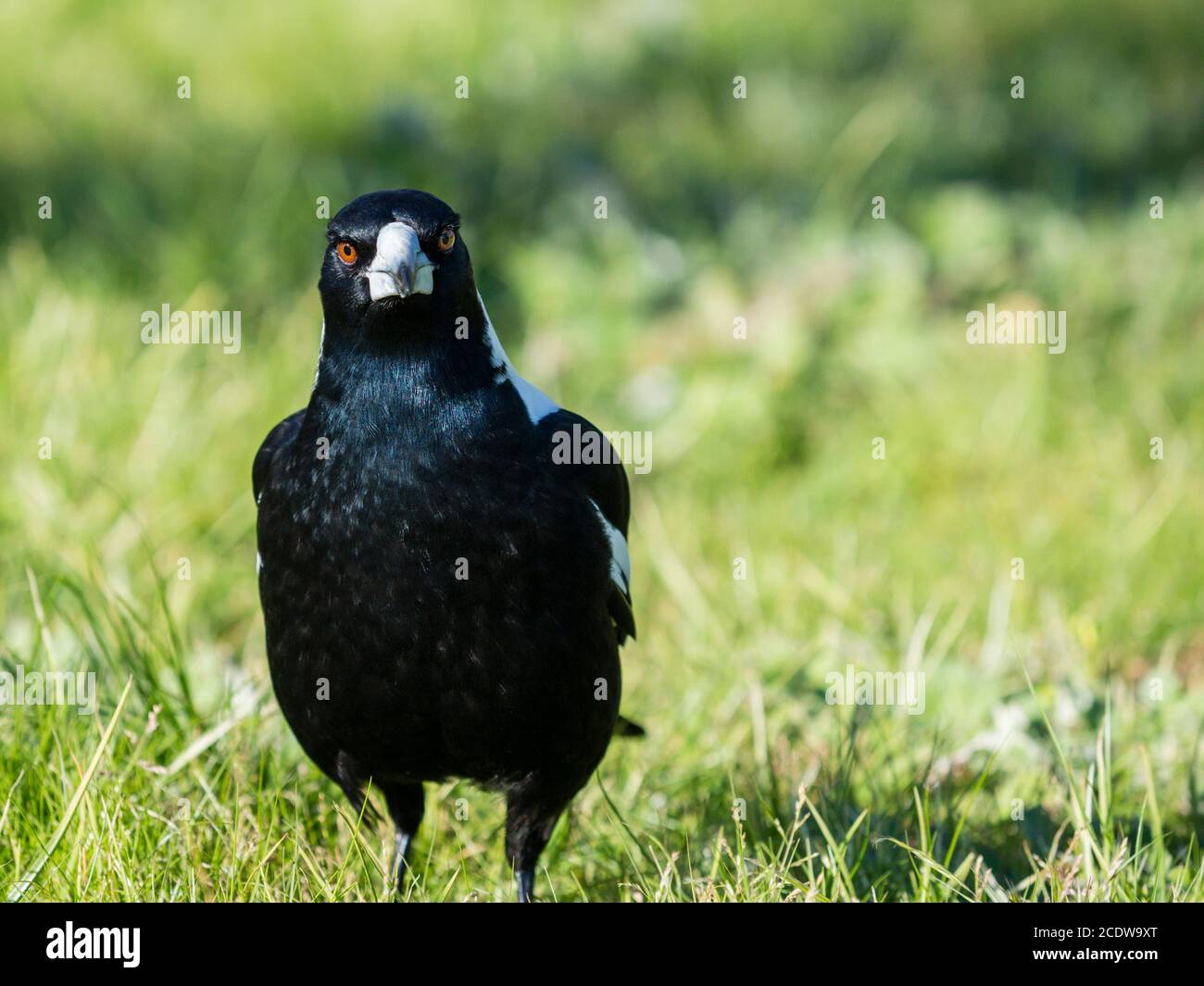 Australian magpie on grass hi-res stock photography and images - Alamy