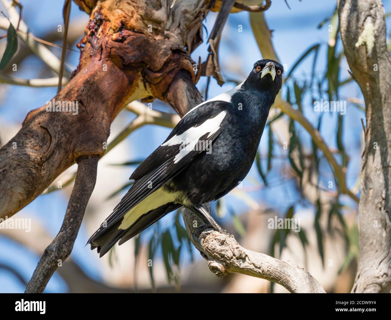 Australian magpie bird perching hi-res stock photography and images - Alamy