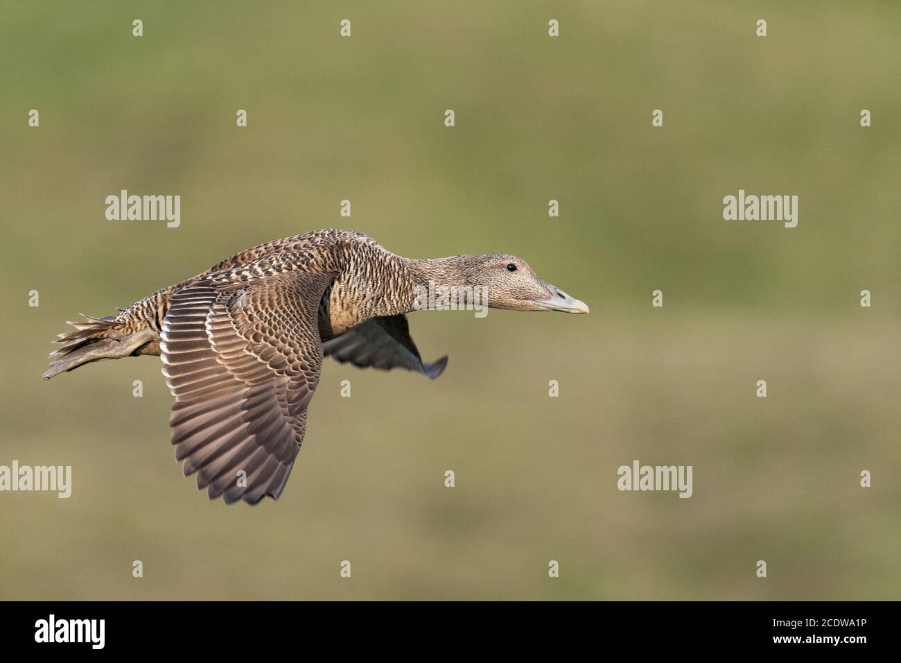 flying Common eider from Iceland Stock Photo - Alamy