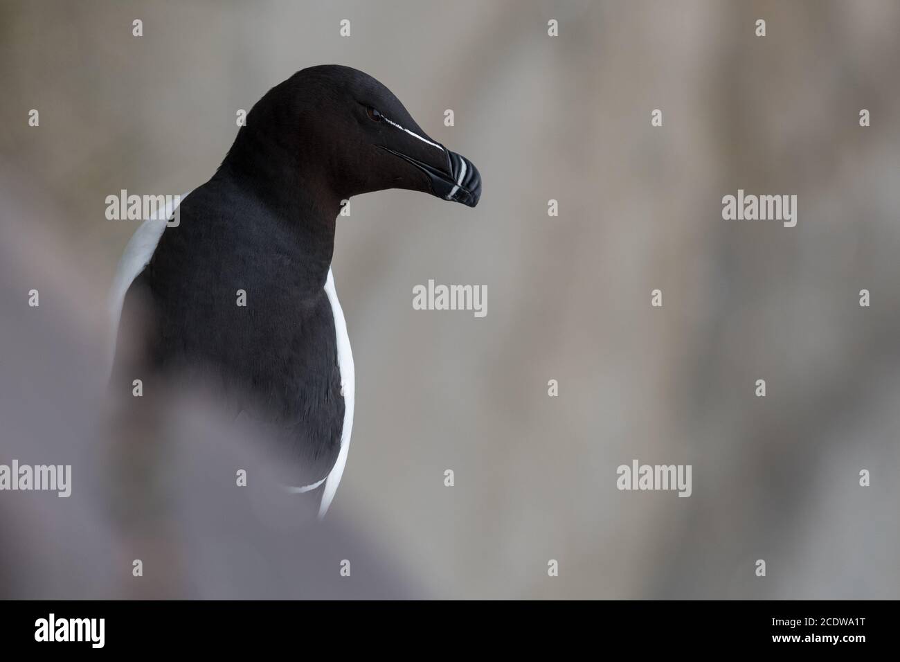 Razorbill from iceland Stock Photo - Alamy