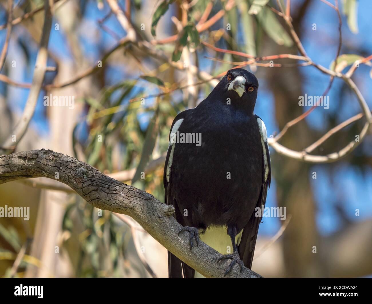 Australian magpie bird perching hi-res stock photography and images - Alamy