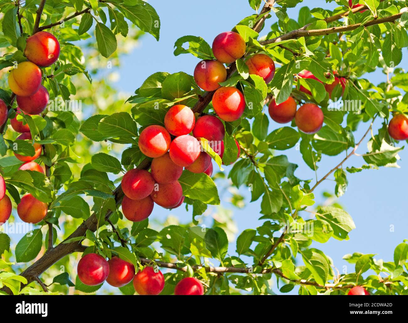 Plum Trees Plums Fruits High Resolution Stock Photography and Images ...