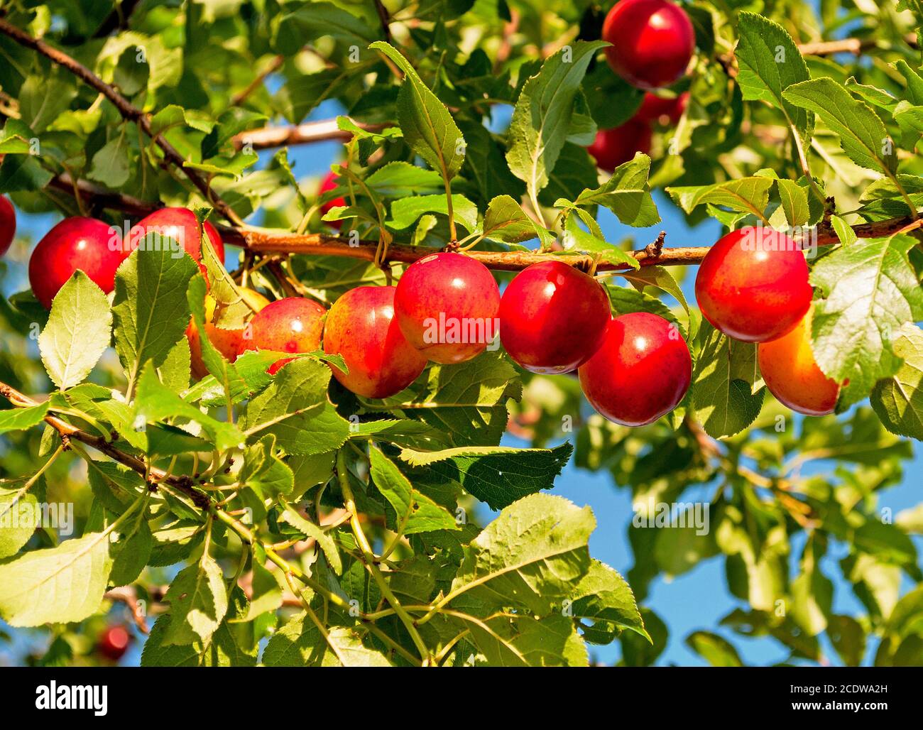 Red mirabelle plums on the tree Stock Photo - Alamy