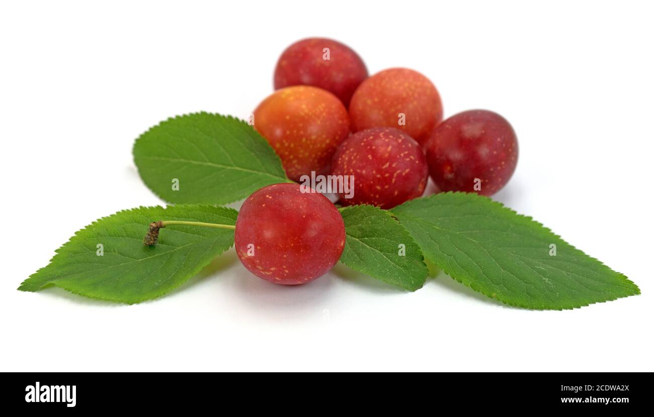 Wild mirabelle plum hi-res stock photography and images - Alamy