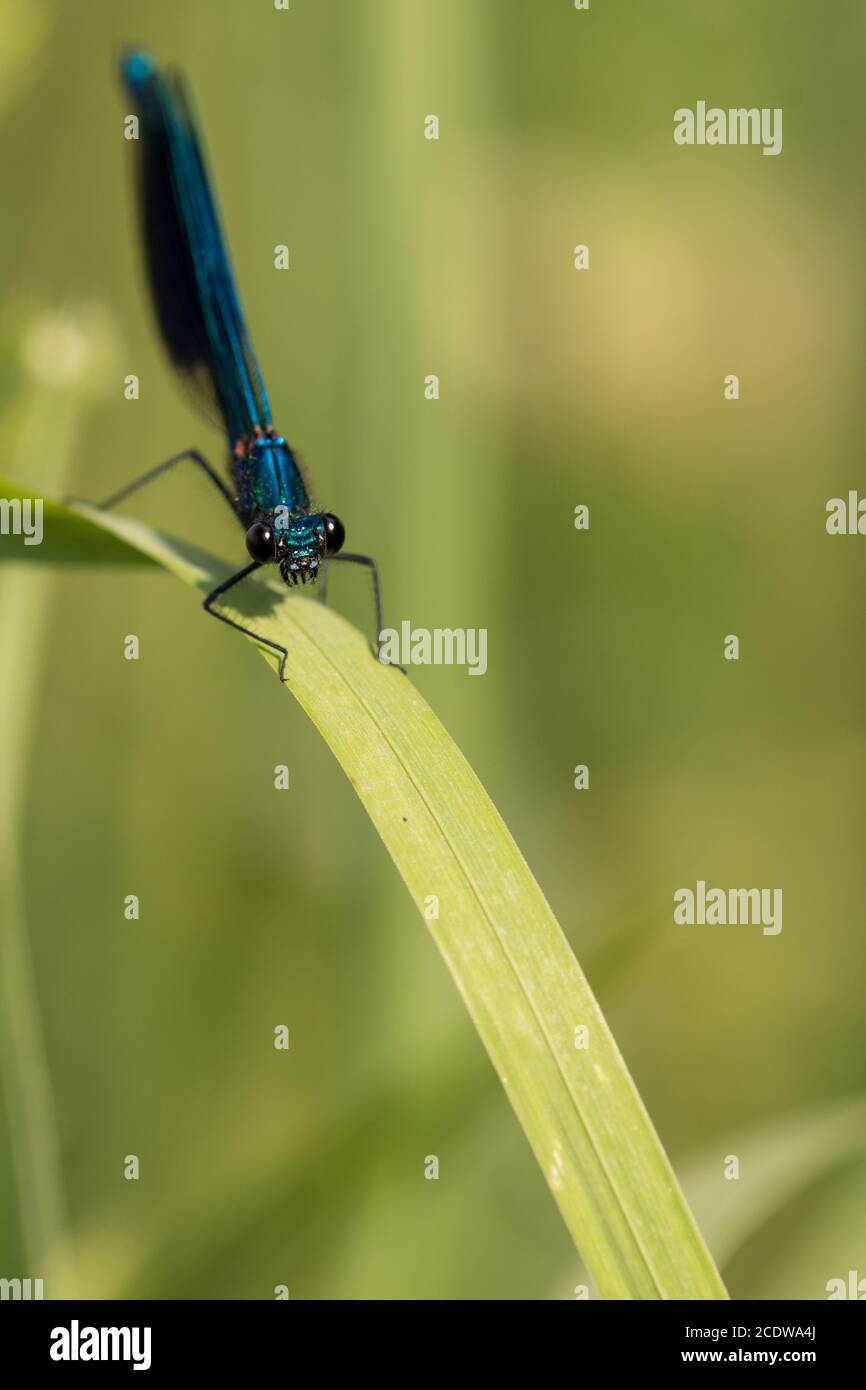 Calopterygidae hi-res stock photography and images - Alamy