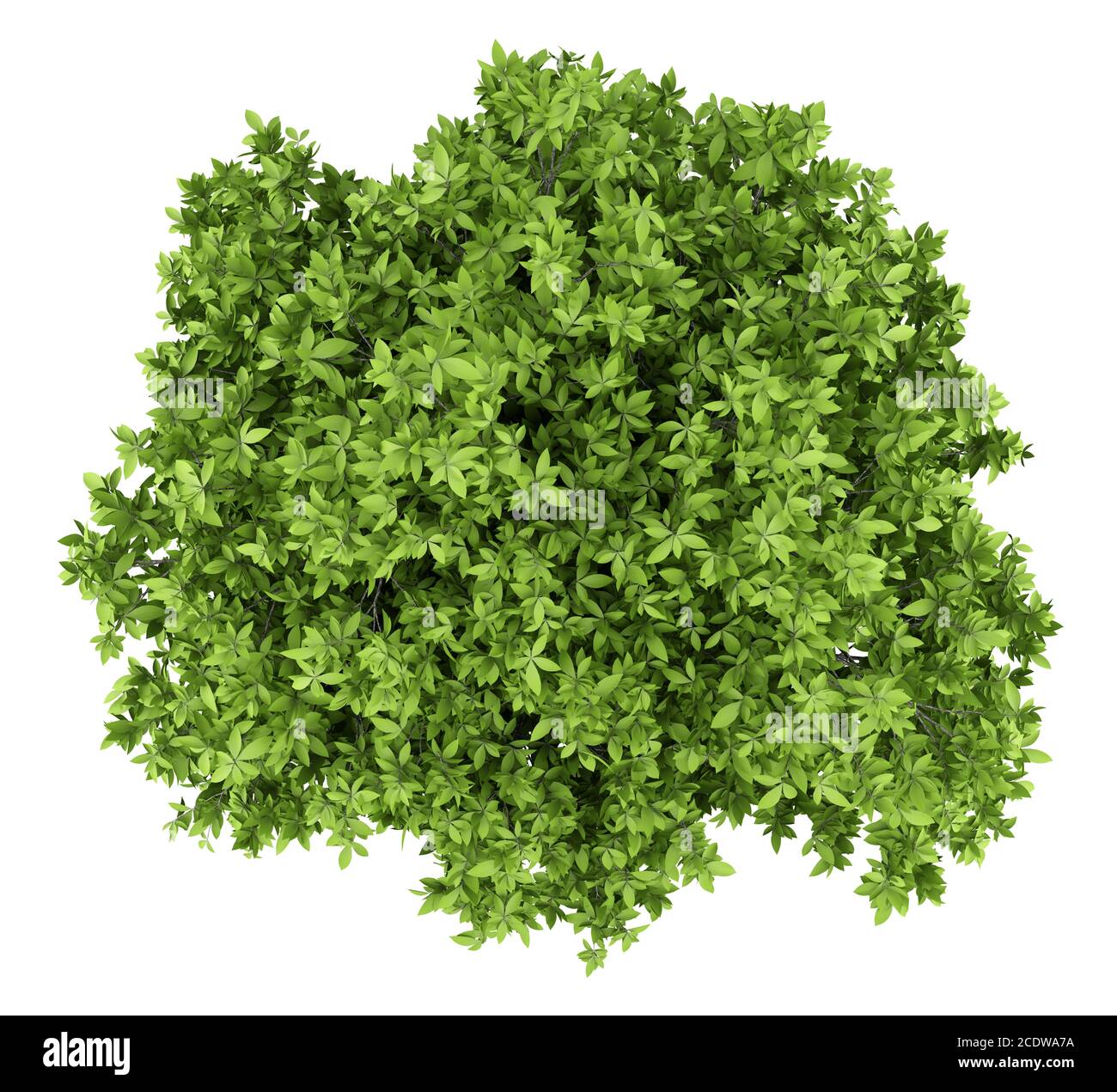 avocado tree isolated on white background. top view Stock Photo - Alamy