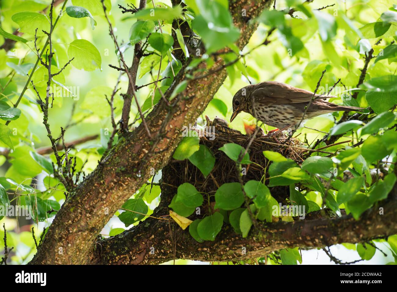 Songbird at nest hi-res stock photography and images - Alamy