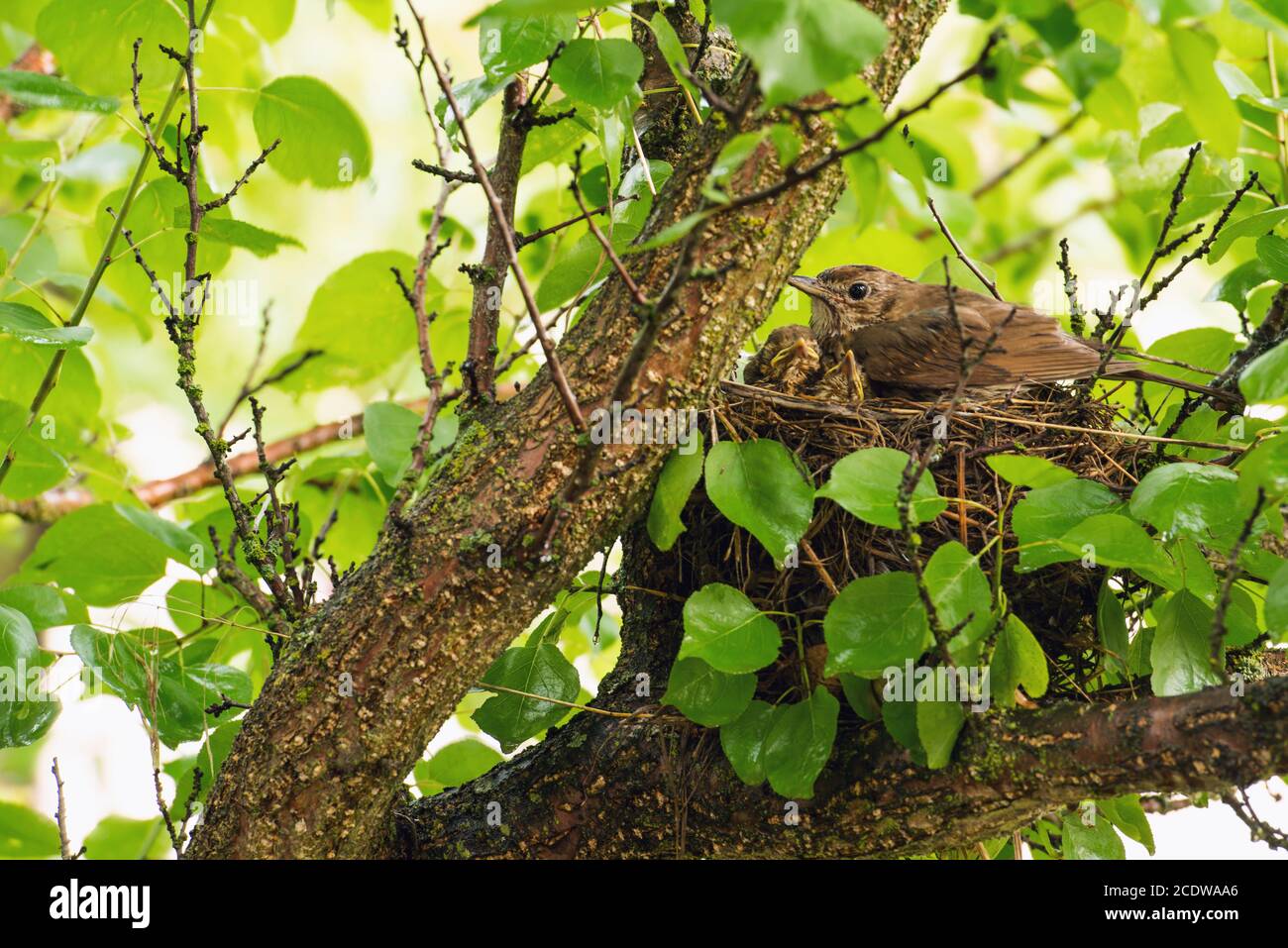 Songbird at nest hi-res stock photography and images - Alamy