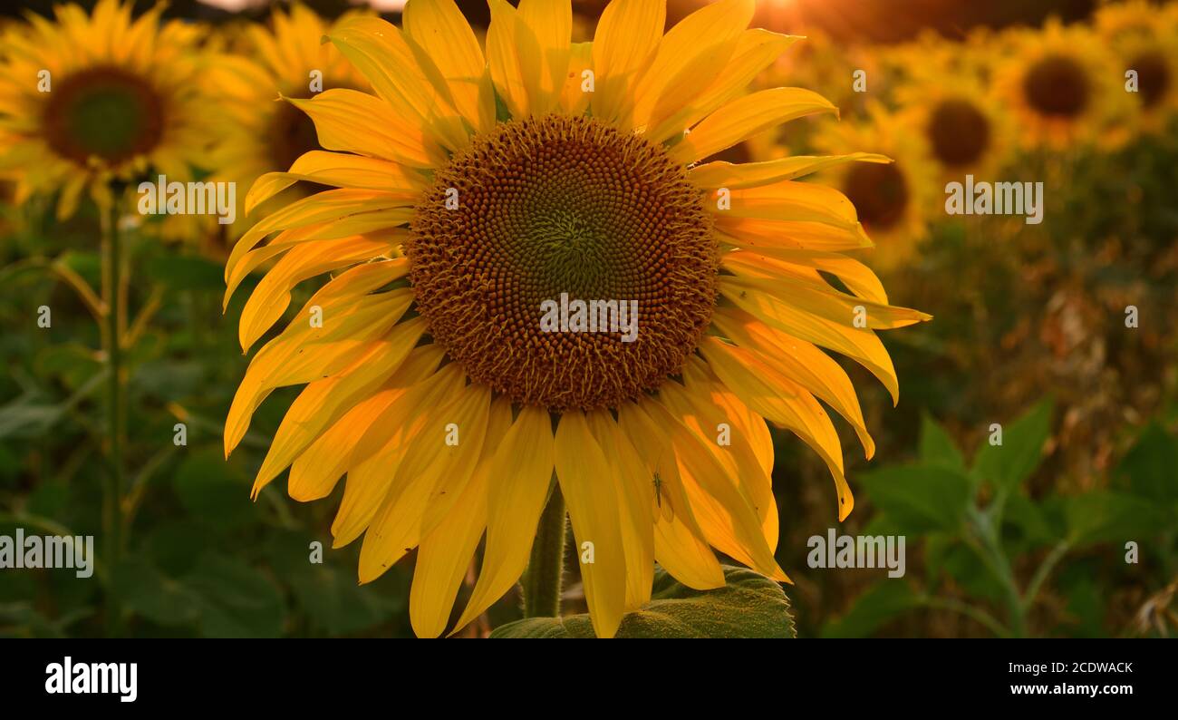Beautiful large flowers hi-res stock photography and images - Alamy