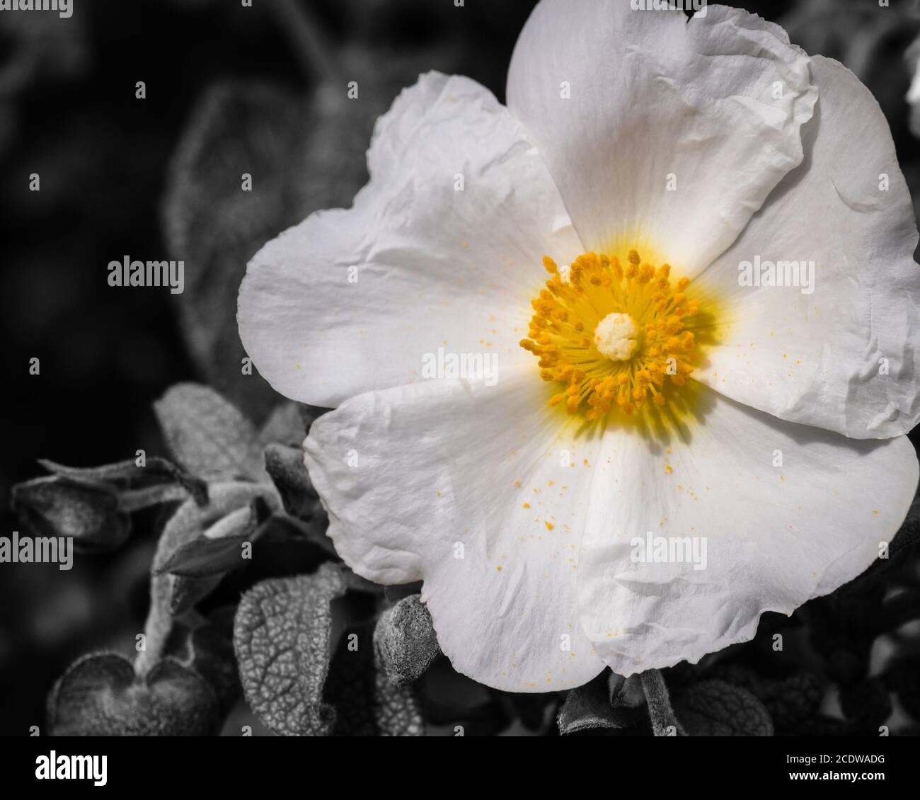 White flower with yellow centre hi-res stock photography and images - Alamy