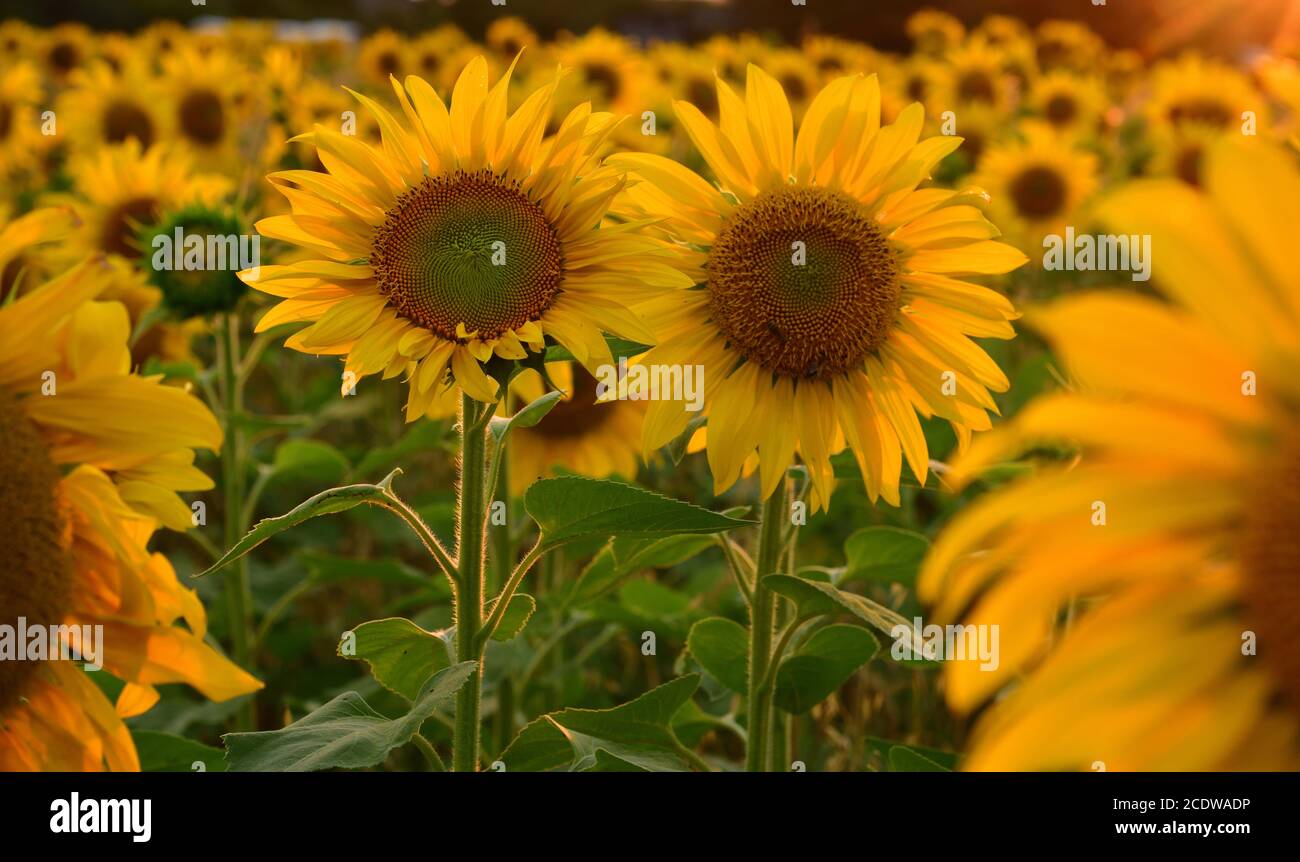 Beautiful countryside setting hi-res stock photography and images - Alamy