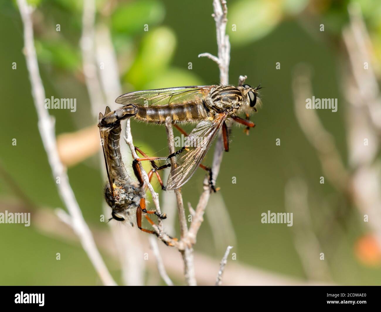 Pair of mating Robber flies (Red-legged Robber Fly - Colepia malleola ...