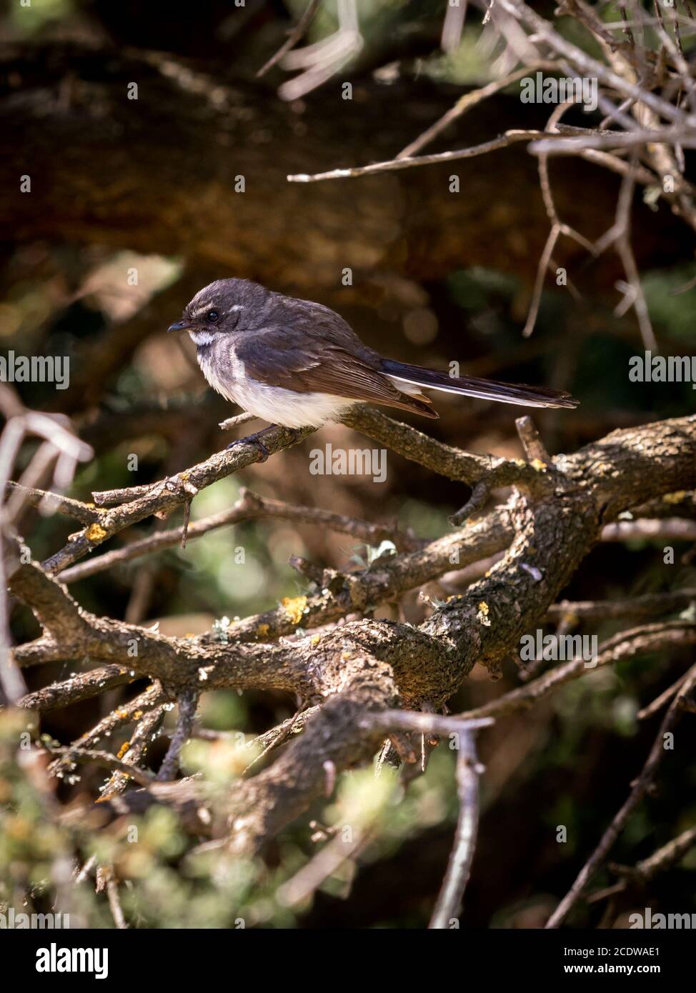 Australian fantail hi-res stock photography and images - Alamy