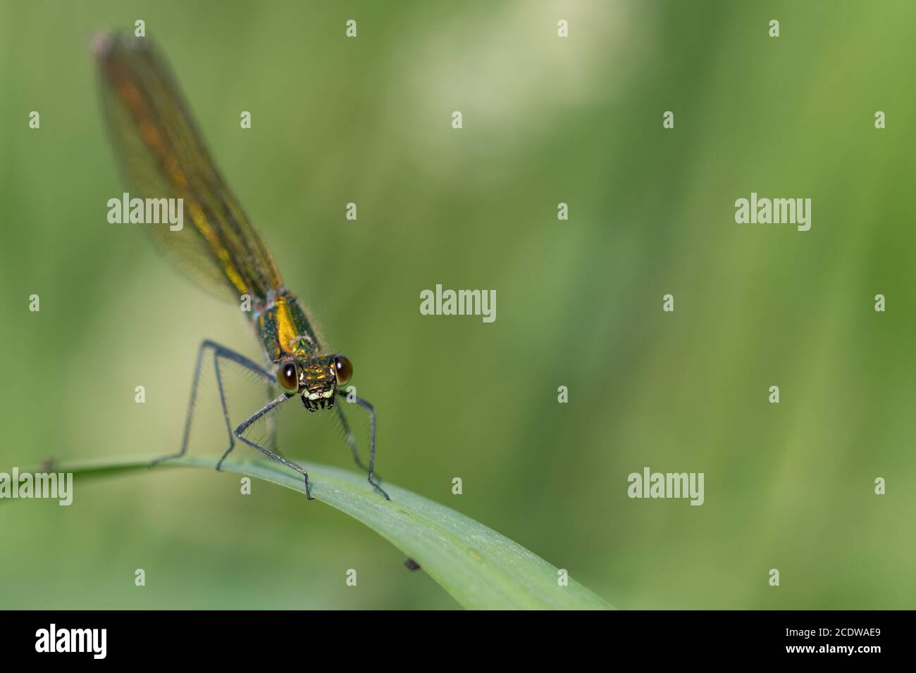 Blue dragonfly hunting hi-res stock photography and images - Alamy