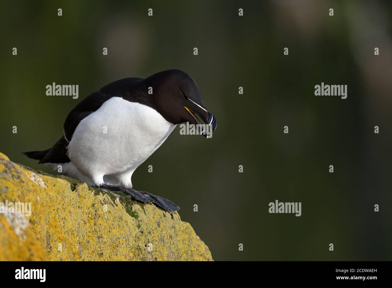 Razorbill from iceland Stock Photo - Alamy