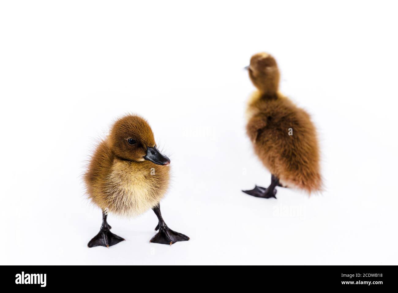 Blue Runner Baby Ducklings! Also Known As Indian Runner, 45% OFF
