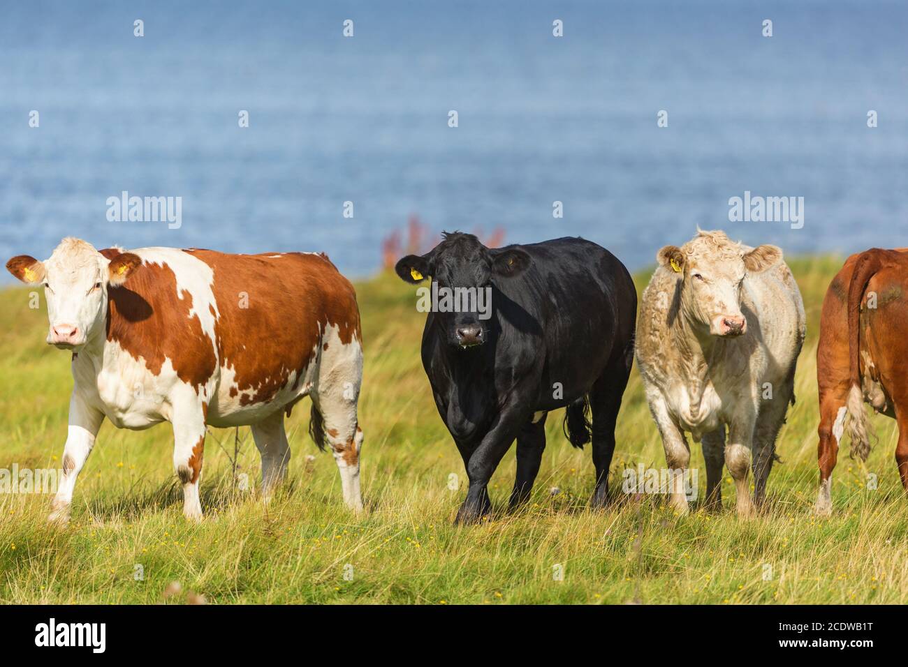 Cows flock hi-res stock photography and images - Alamy