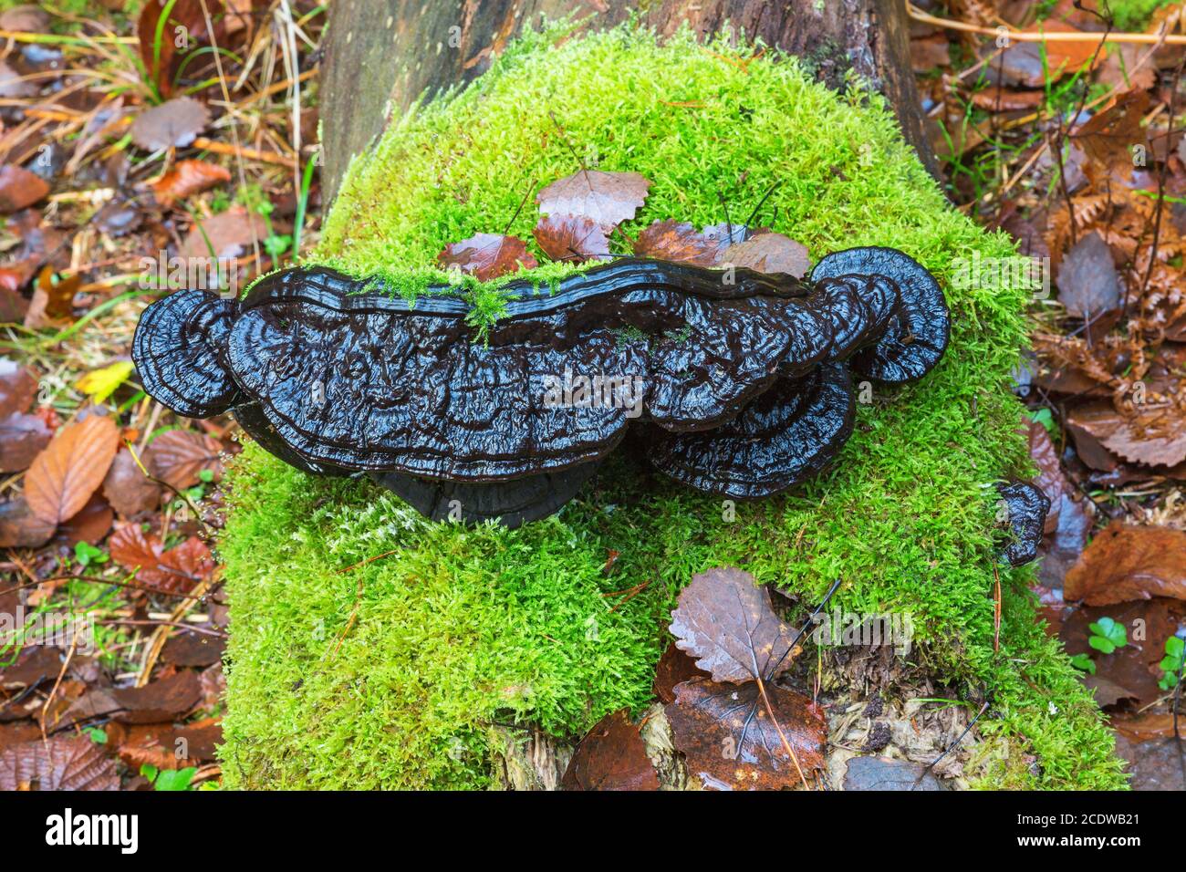 Green bracket fungi growing on hi-res stock photography and images - Alamy