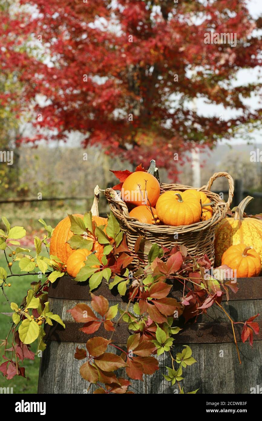 Autumn pumpkins and gourds barrel Stock Photo - Alamy