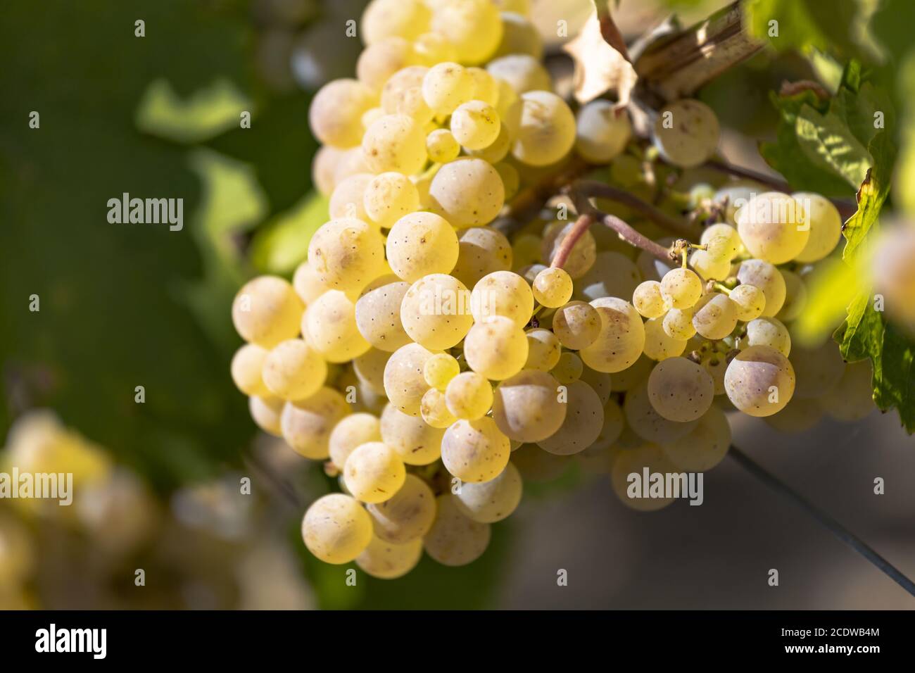 Riesling Grapes High Resolution Stock Photography and Images - Alamy