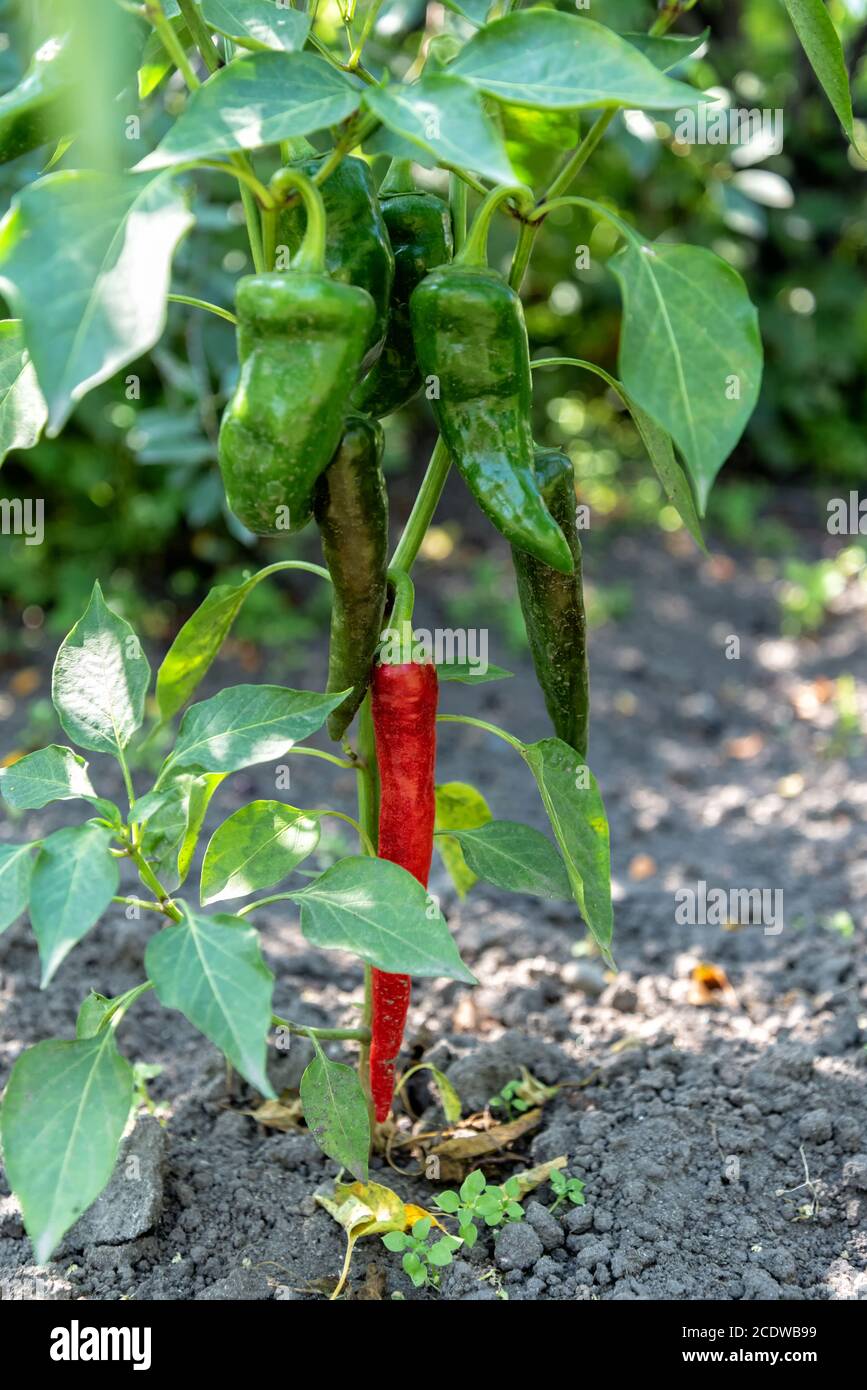 Bell peppers growing in hot garden hi-res stock photography and images ...