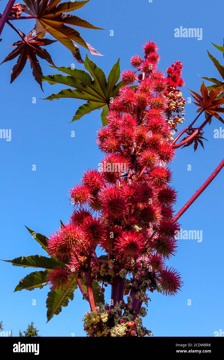 Castor oil plant Ricinus communis 'Red Giant' poisonous plant Stock ...