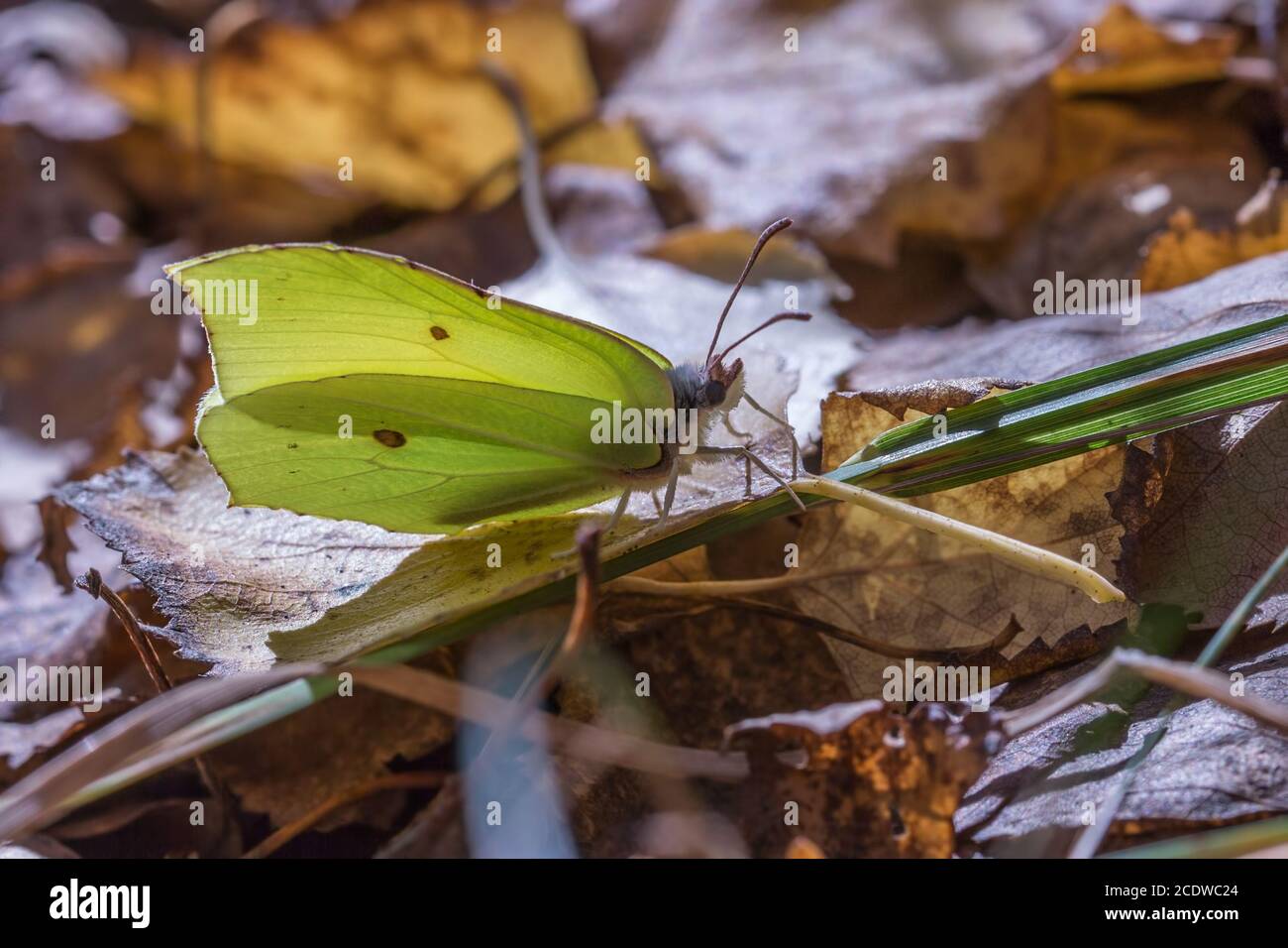 Butterfly - Common Brimstone Stock Photo - Alamy