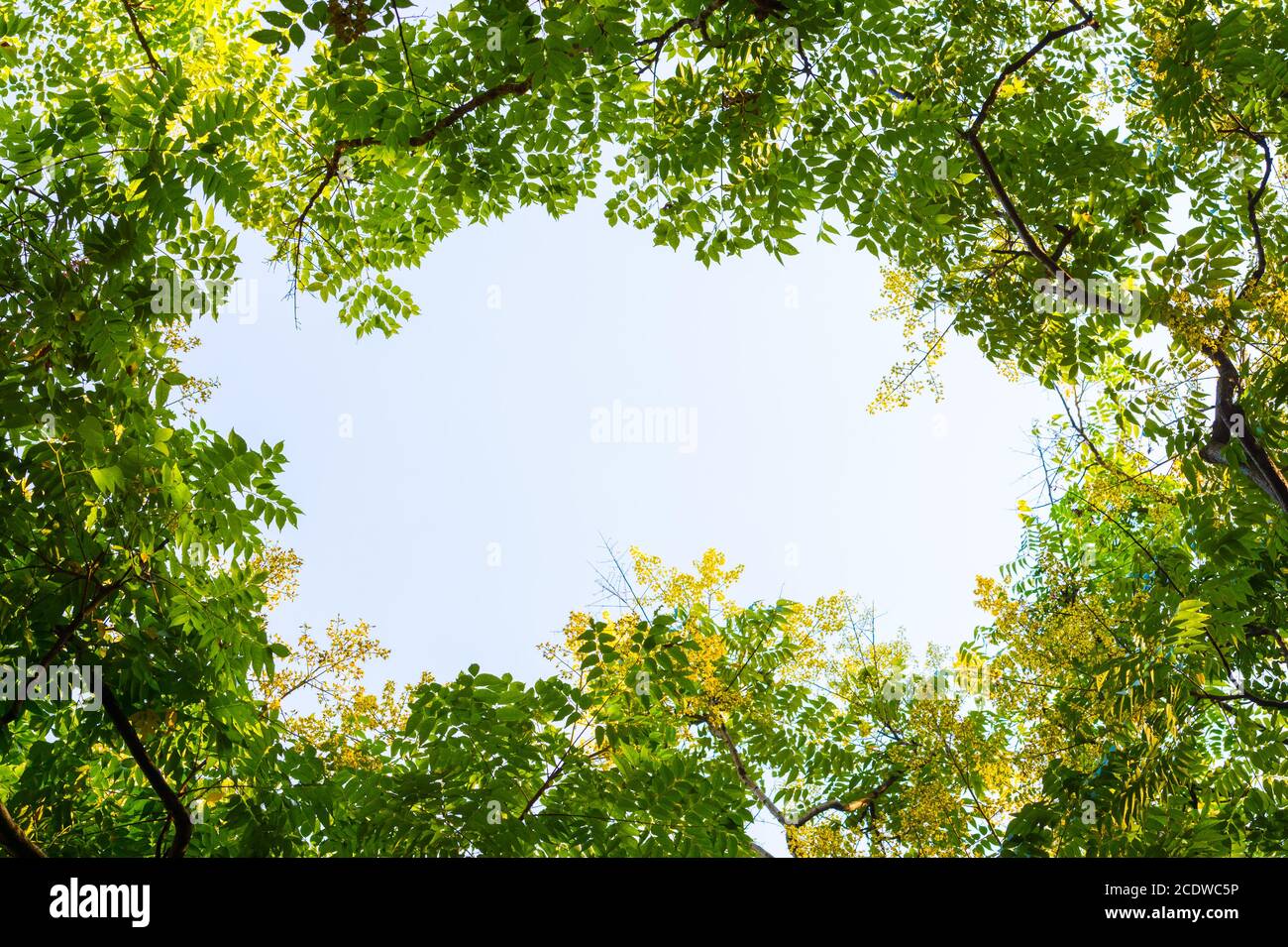 Top view with tree branch and blue sky Stock Photo - Alamy