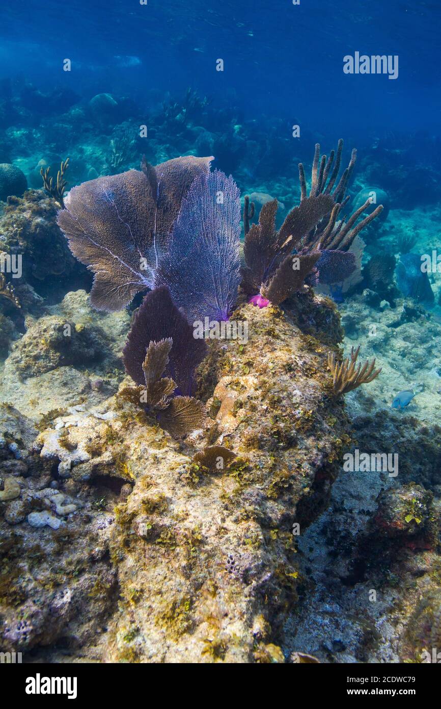 Reef bed hi-res stock photography and images - Alamy