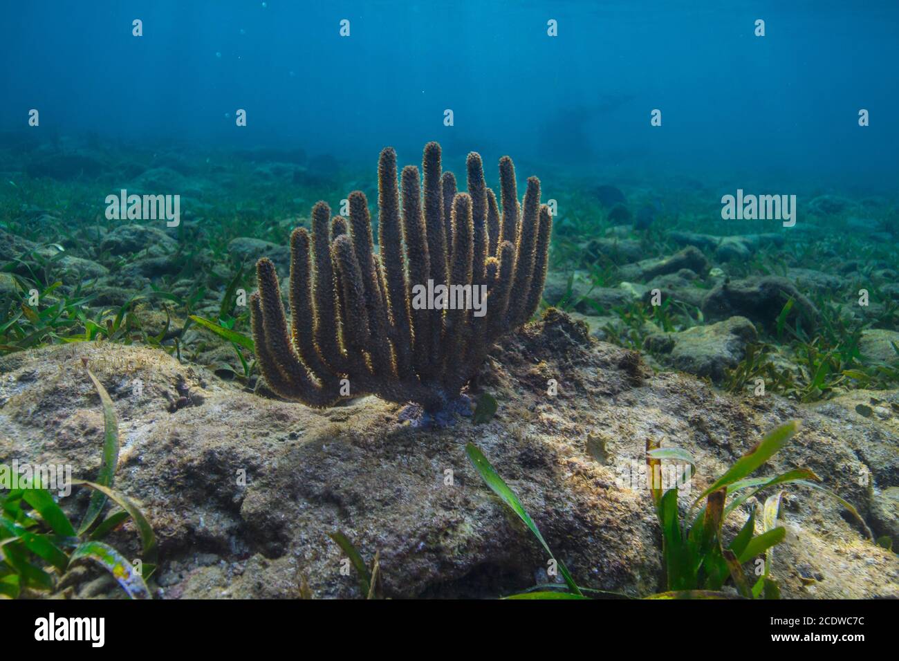 Single coral in a reef Stock Photo - Alamy