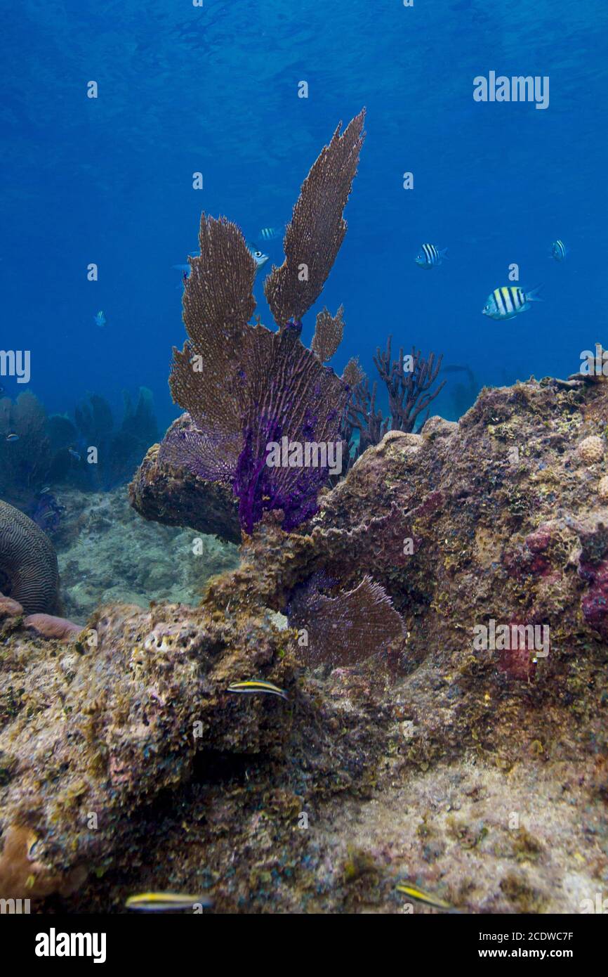 Fan coral reef fish hi-res stock photography and images - Alamy
